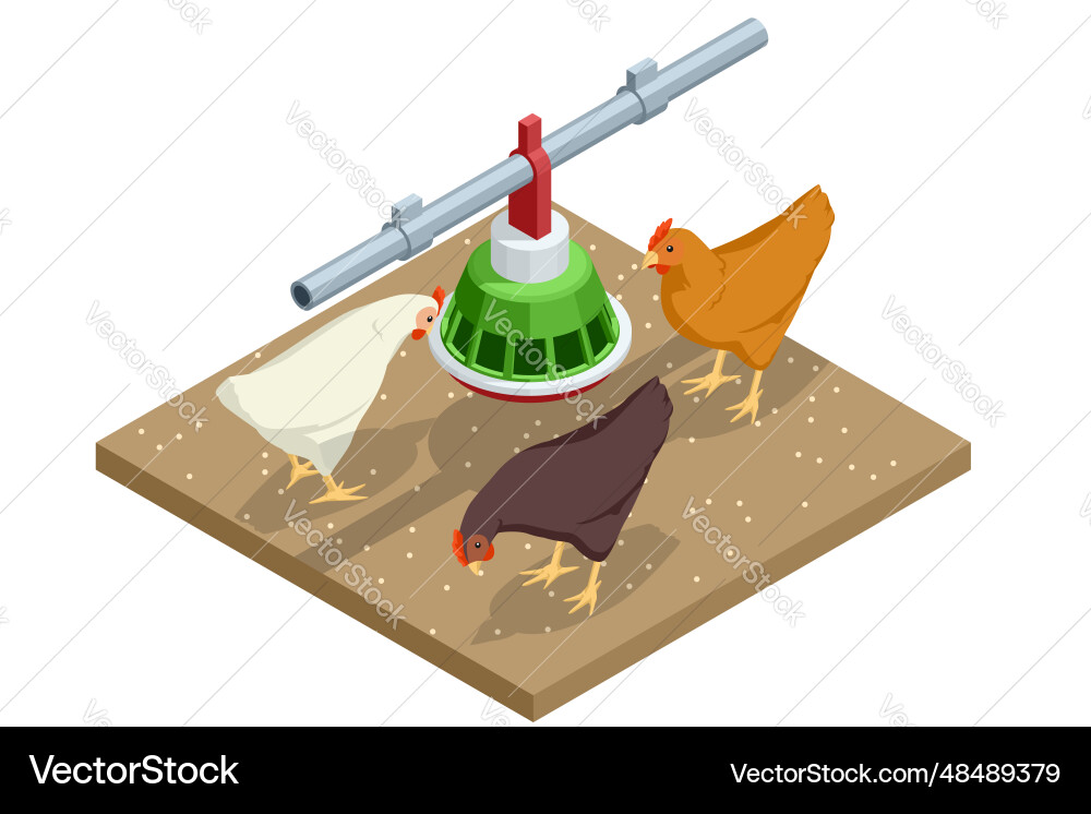 Isometric indoors chicken farm feeding Royalty Free Vector