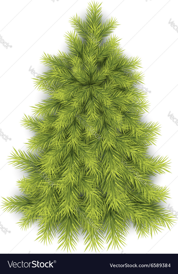 Fir tree Royalty Free Vector Image - VectorStock