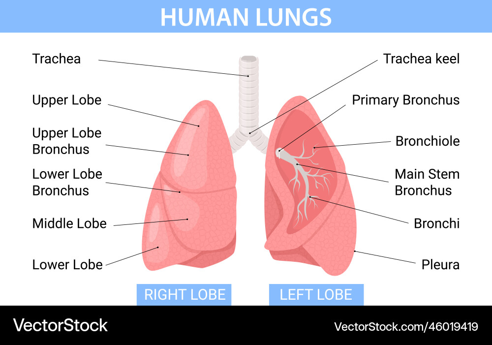 Human lungs flat infographics Royalty Free Vector Image