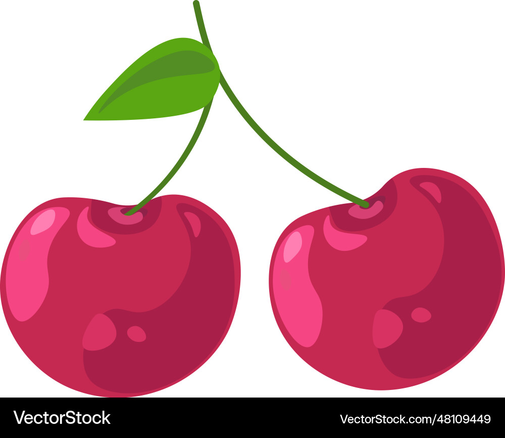 Ripe cherries tasty fruit ingredient dessert Vector Image