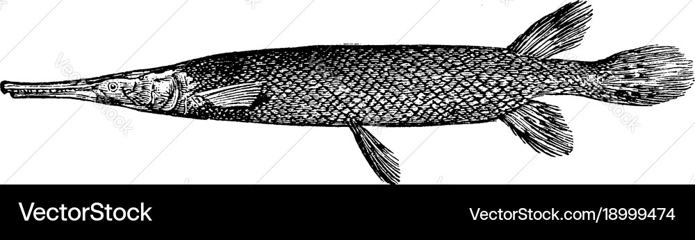 Shortnose gar vintage Royalty Free Vector Image