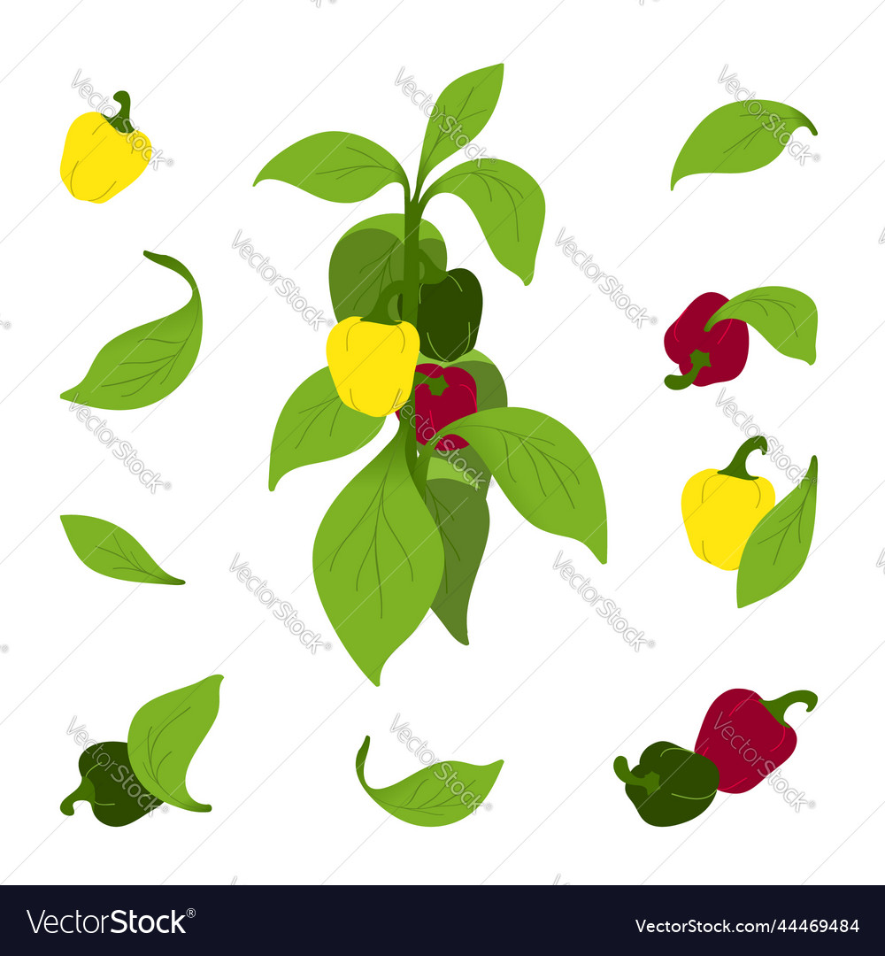 Pepper element Royalty Free Vector Image - VectorStock