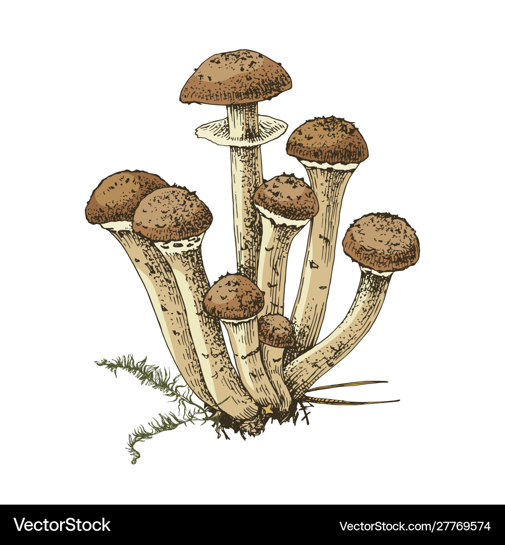 Hand drawn honey fungus Royalty Free Vector Image
