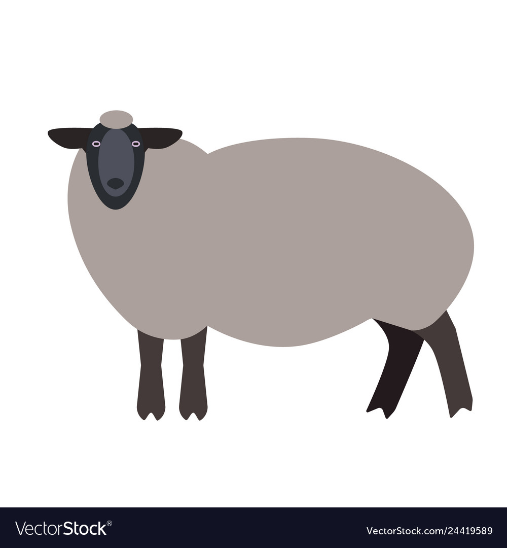 Sheep flat on white Royalty Free Vector Image - VectorStock Sheep flat on white Royalty Free Vector Image - VectorStock