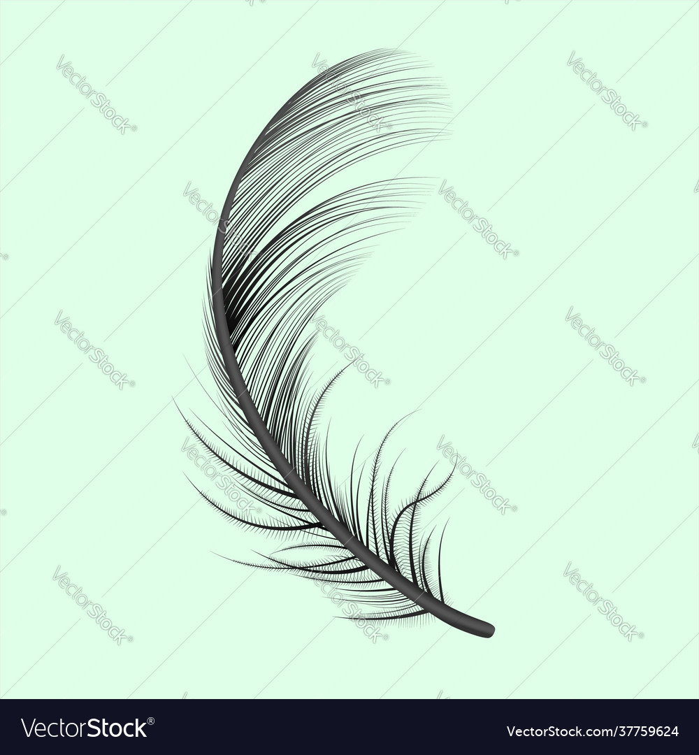 Isolated realistic feather black icon Royalty Free Vector