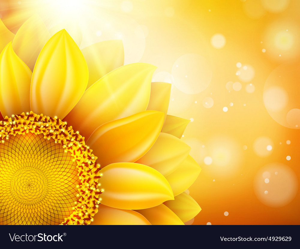 Macro SunFlower Background EPS 10 Royalty Free Vector Image Macro SunFlower Background EPS 10 Royalty Free Vector Image
