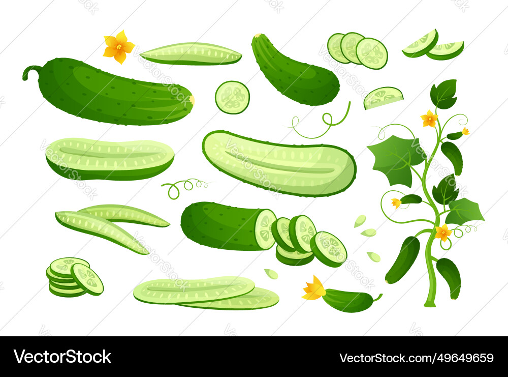 Green ripe cucumber Royalty Free Vector Image - VectorStock