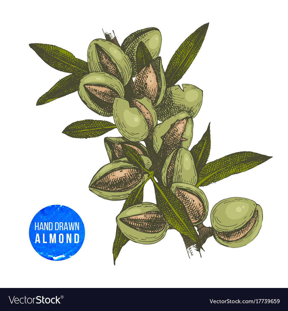 Hand Drawn Almond Branch With Leaves And Nuts Vector Image