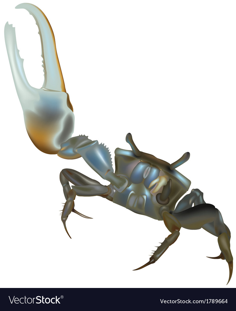 Crab Royalty Free Vector Image - VectorStock Crab Royalty Free Vector Image - VectorStock