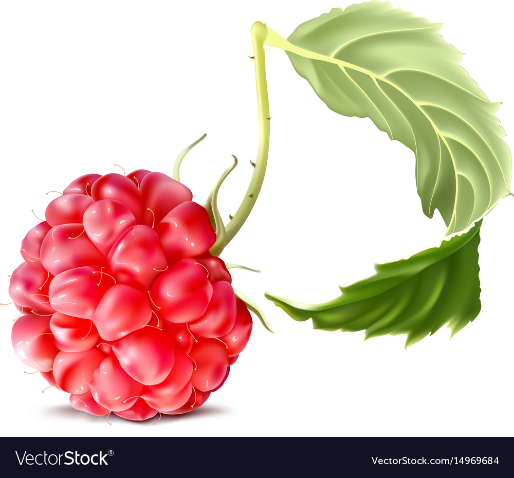 Raspberry Royalty Free Vector Image - VectorStock