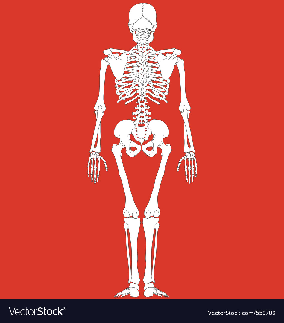 Human skeleton Royalty Free Vector Image - VectorStock