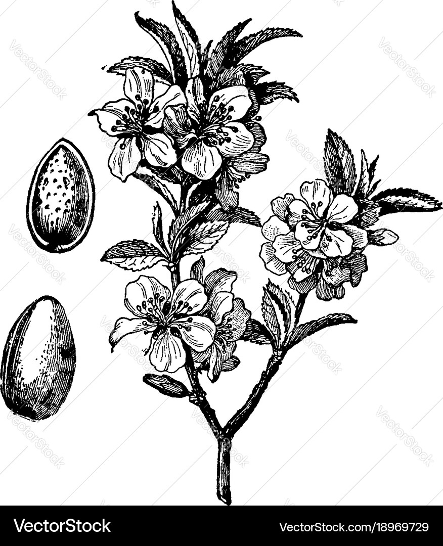 Almond vintage Royalty Free Vector Image - VectorStock