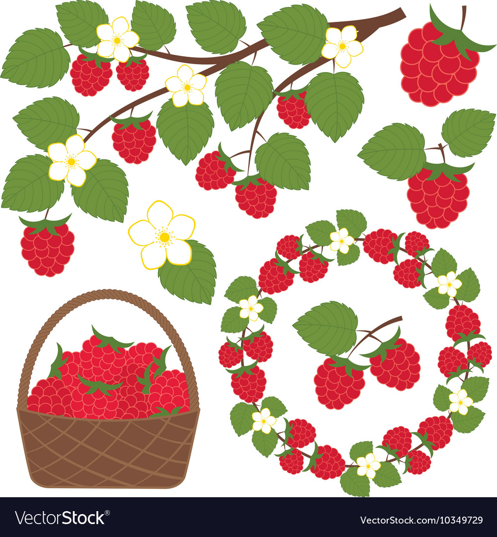 Raspberry Set Royalty Free Vector Image - VectorStock
