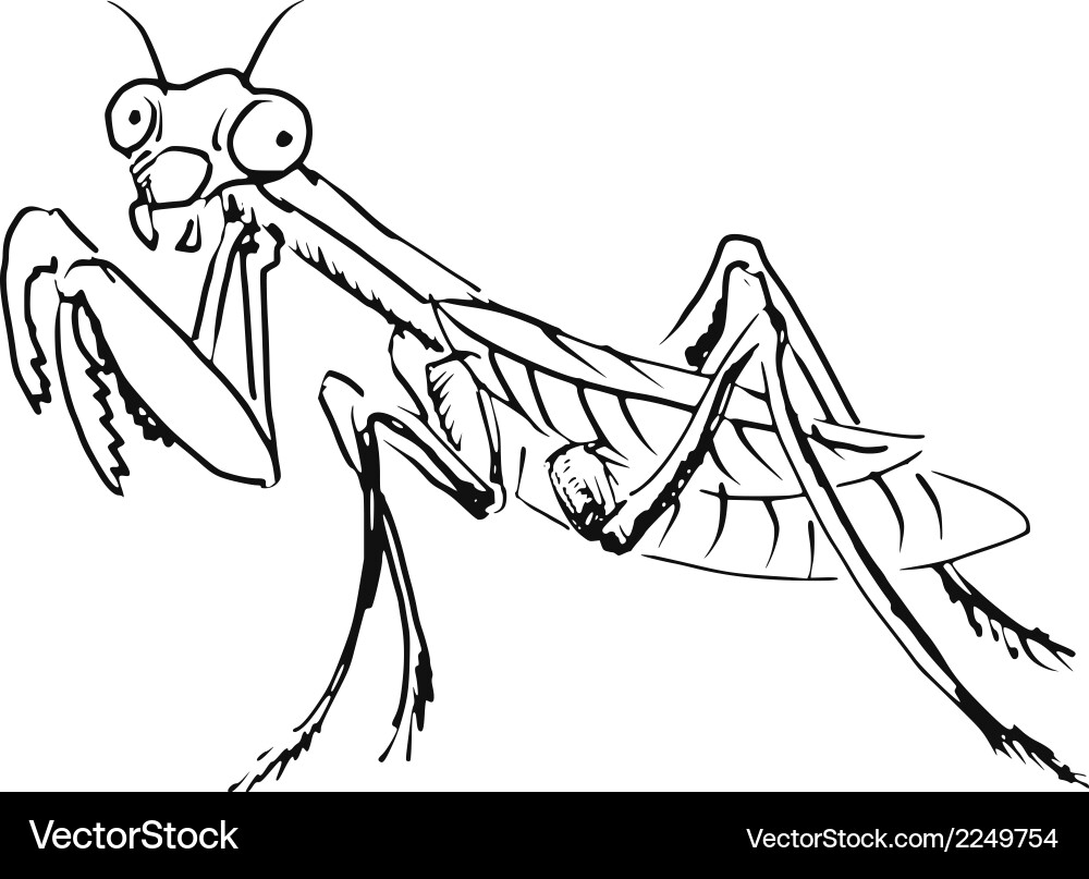Mantis Royalty Free Vector Image - VectorStock