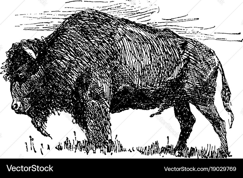 Vintage Buffalo Line Art Royalty Free Vector Image