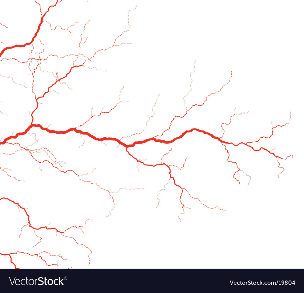 Veins Royalty Free Vector Image Vectorstock