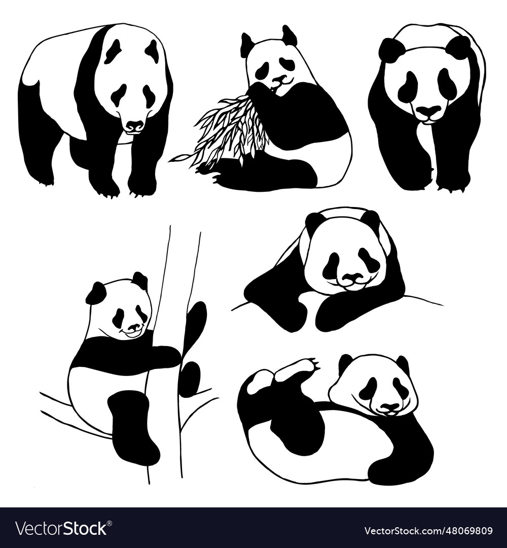 Panda collection Royalty Free Vector Image - VectorStock