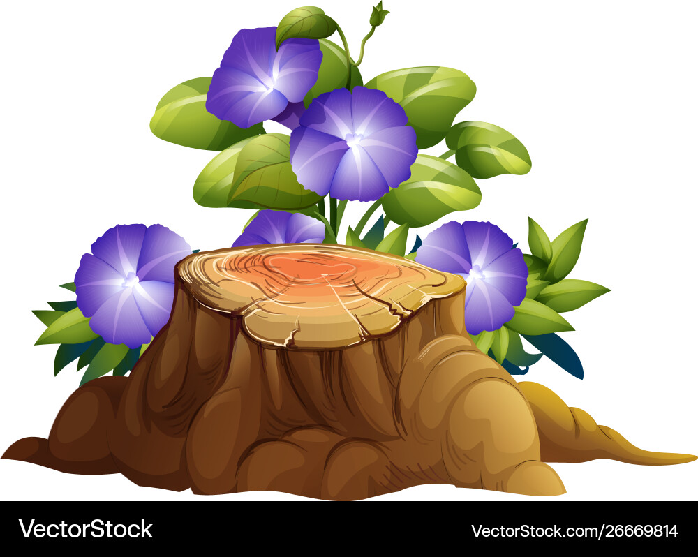 Blue morning glory flowers and stump on white Vector Image