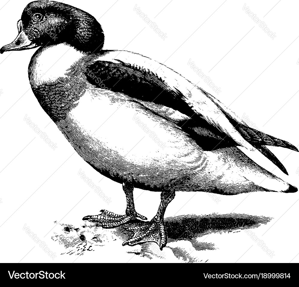 Shelduck vintage Royalty Free Vector Image - VectorStock