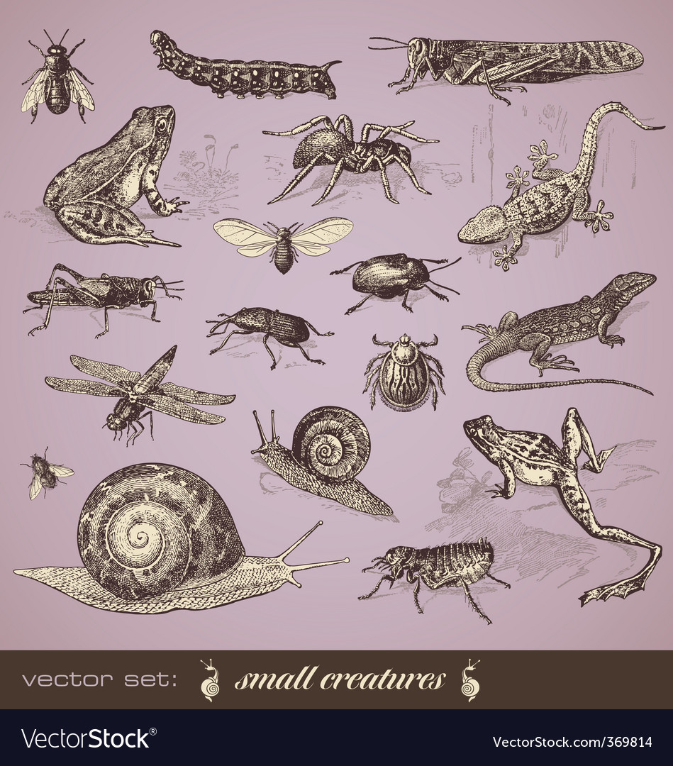 Small creatures Royalty Free Vector Image - VectorStock