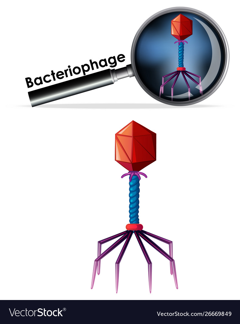 Close up isolated object virus bacteriophage Vector Image