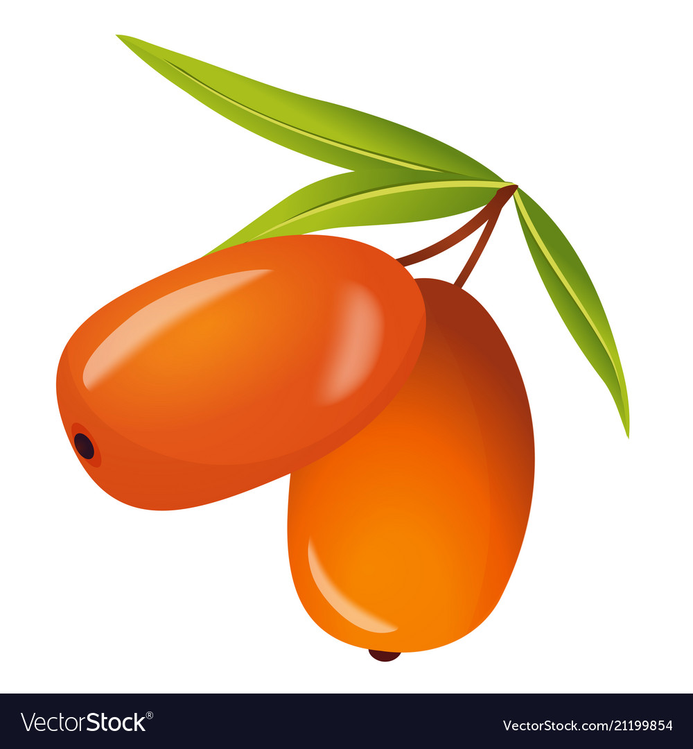 Sea Buckthorn With Leaves Icon Royalty Free Vector Image