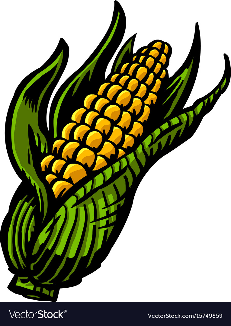 Corn Royalty Free Vector Image - VectorStock
