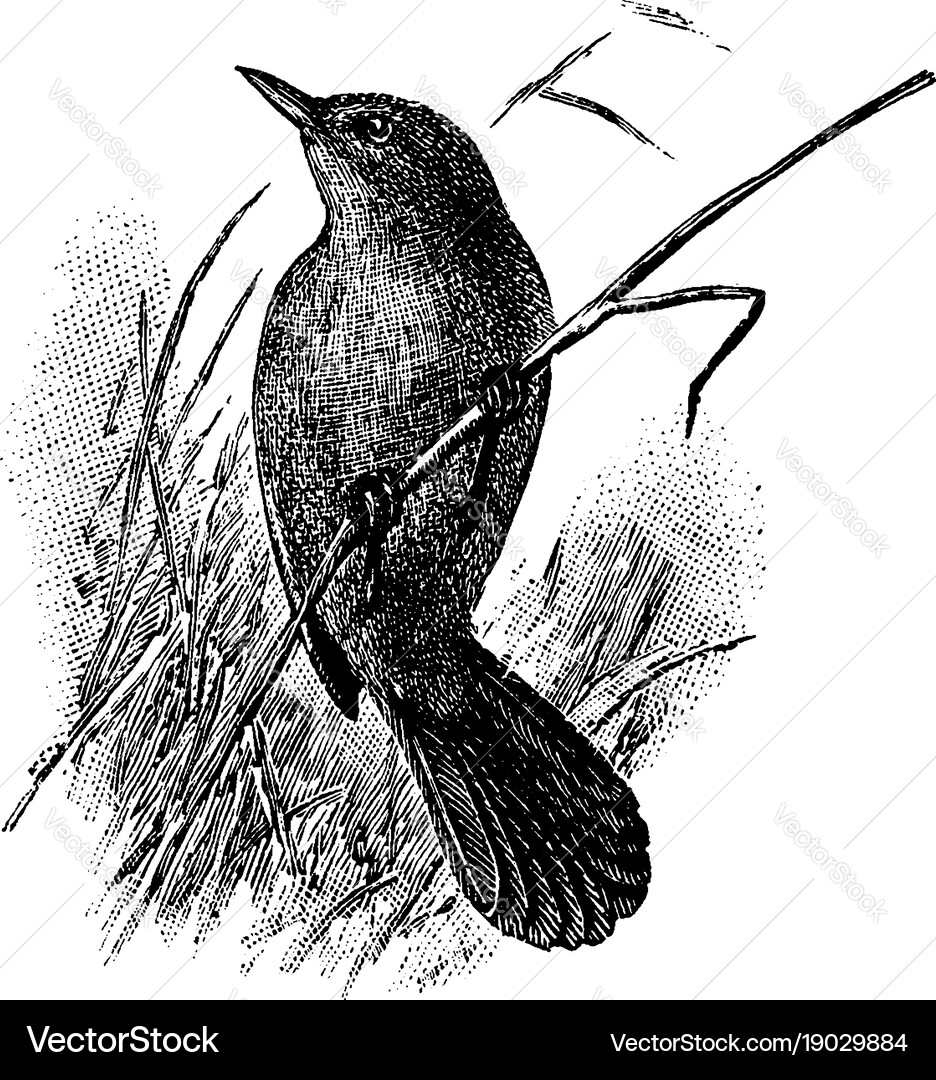 Bush warbler vintage Royalty Free Vector Image