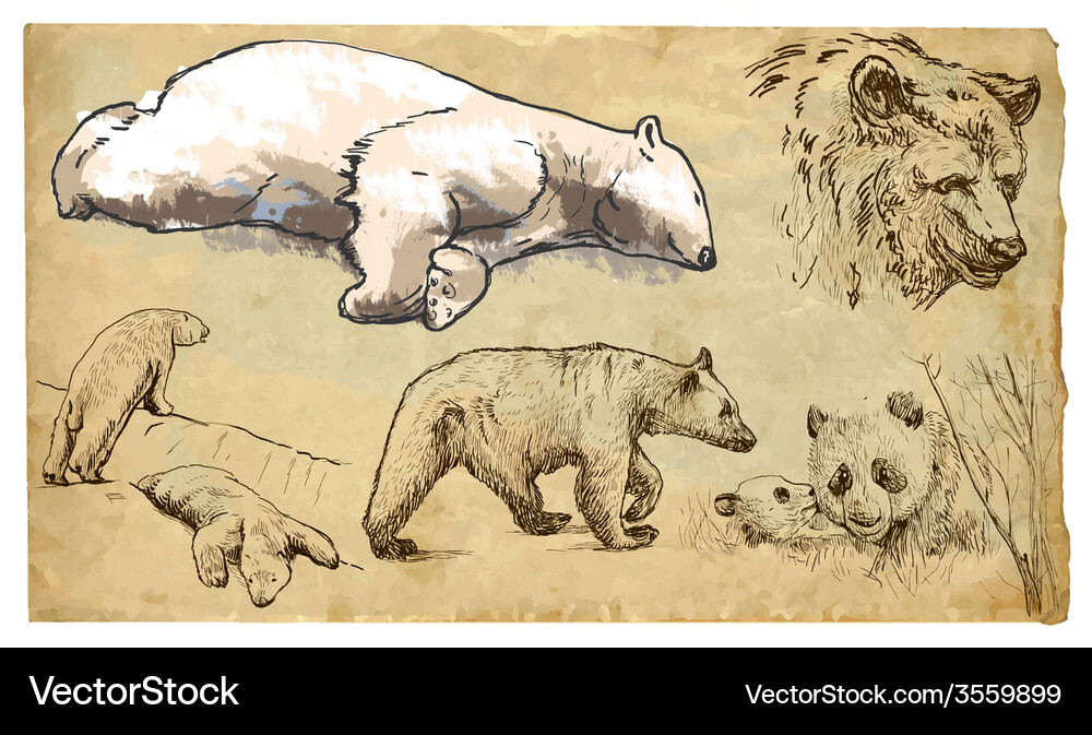 Animals theme BEARS - hand drawn pack Royalty Free Vector