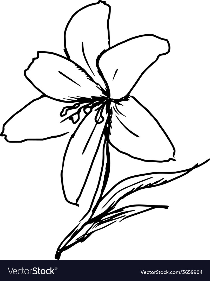 Lily Royalty Free Vector Image - VectorStock