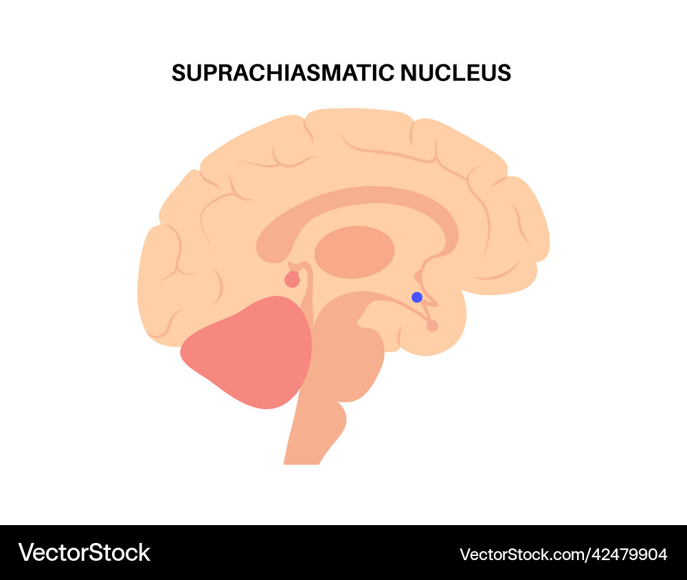 Sleep Wake Cycle Royalty Free Vector Image Vectorstock