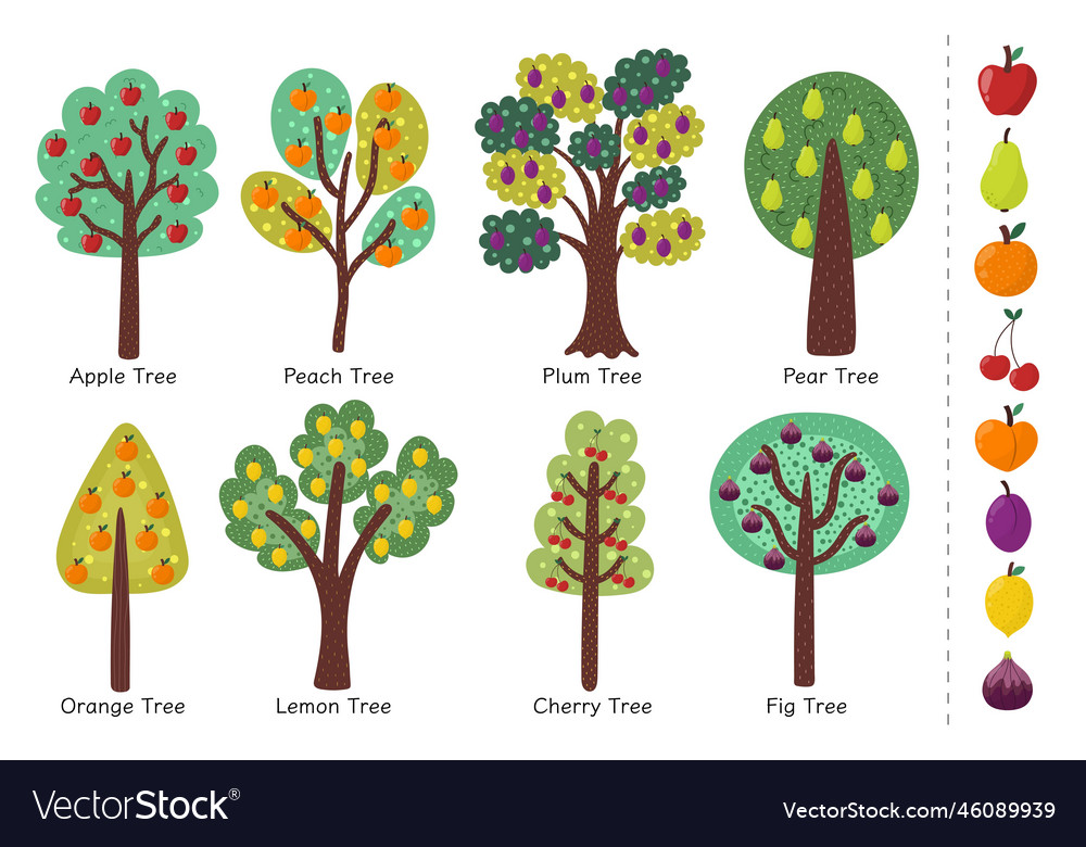 Doodle fruit trees collection different trees set Vector Image