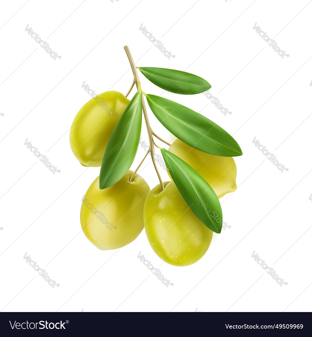 Realistic isolated green olives branch with leaves Realistic isolated green olives branch with leaves