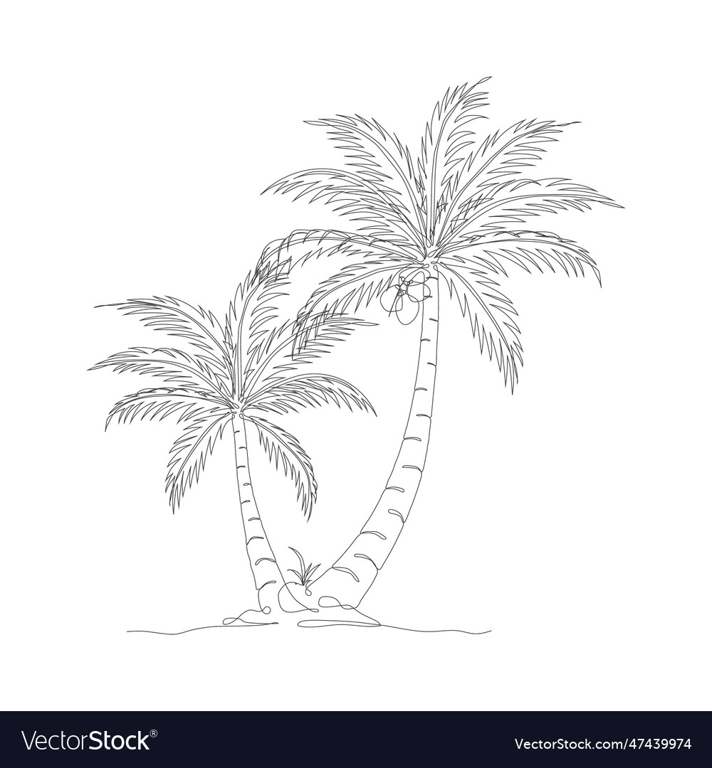 How To Draw A Palm Tree With Coconuts