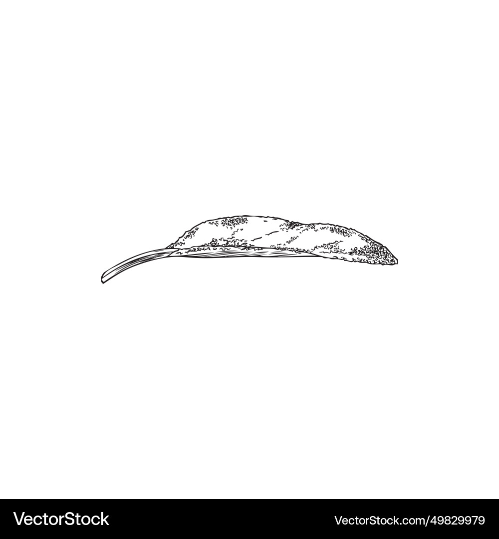 Sage leaf engraved hand drawn herbal tea Vector Image