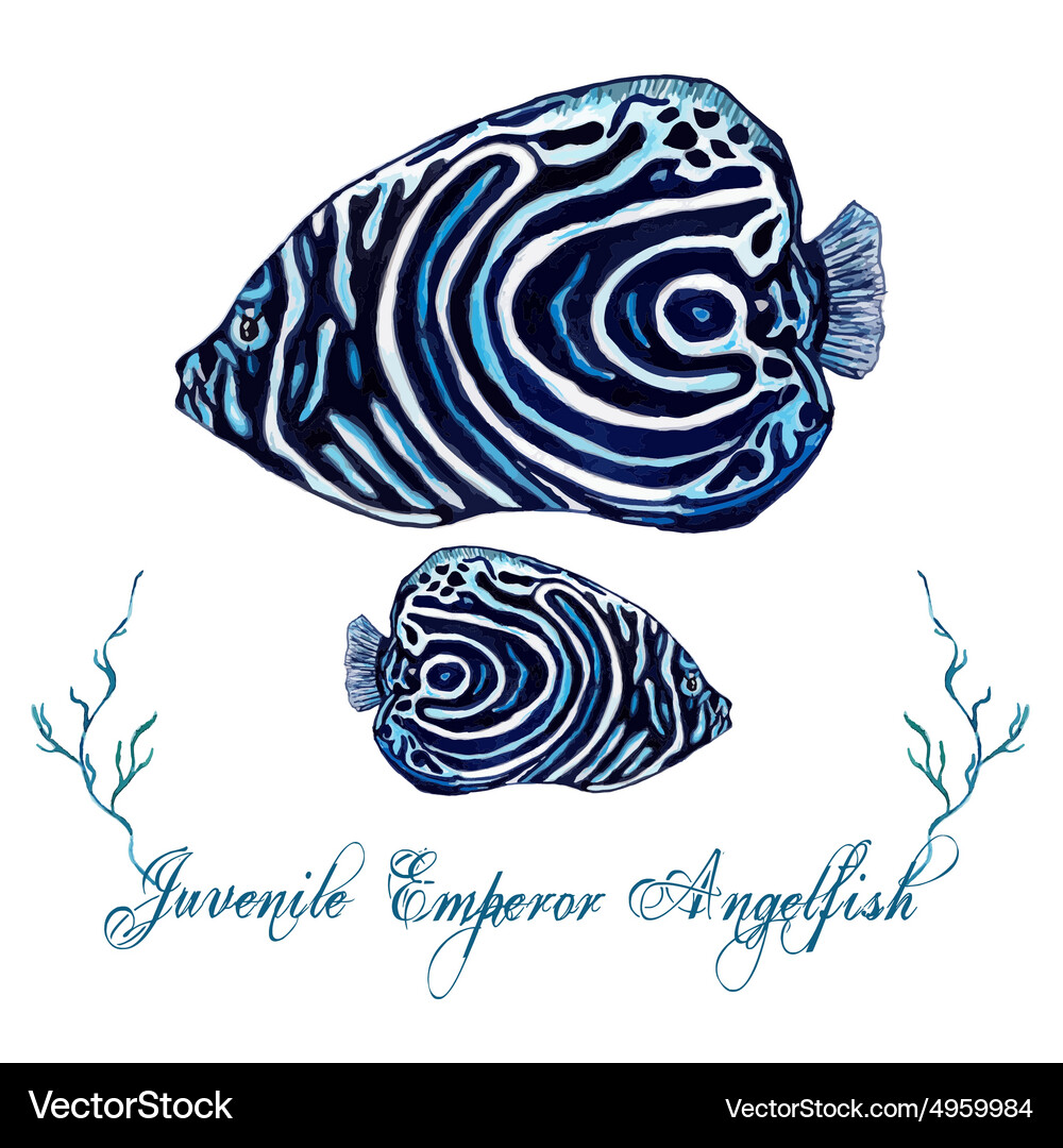 Angelfish Royalty Free Vector Image - VectorStock