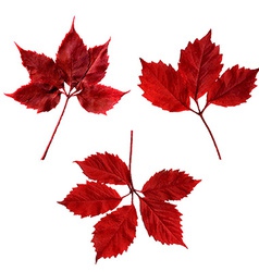 Color autumn leaves Royalty Free Vector Image - VectorStock