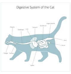 Cats Digestive System Vector Images (19)