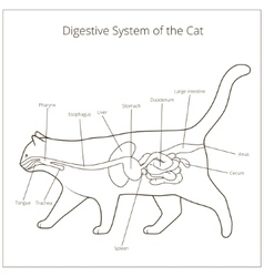 Cats Digestive System Vector Images (19)