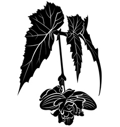 Dahlias Royalty Free Vector Image - VectorStock