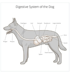 Digestive system dog Royalty Free Vector Image