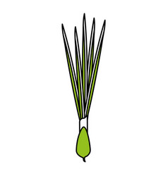 Scallion Vector Images (over 650)