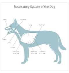 Respiratory system of the dog Royalty Free Vector Image