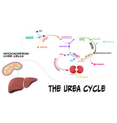 Late onset symptoms of urea cycle disorder Vector Image