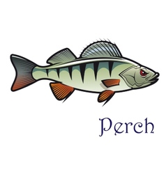 Perch fish Royalty Free Vector Image - VectorStock