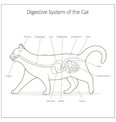 Cats Digestive System Vector Images (19)