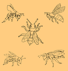 Flies sketch by hand pencil drawing by hand Vector Image