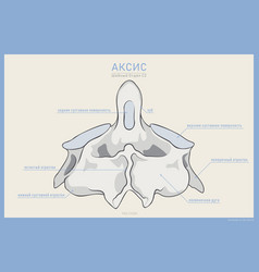 Anatomy of the second cervical vertebra axis c2 Vector Image