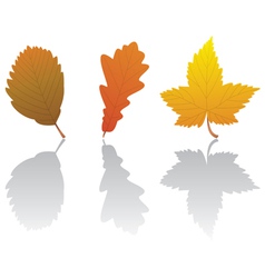 Set of four seasons of a tree Royalty Free Vector Image