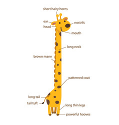 Giraffe vocabulary part body Royalty Free Vector Image
